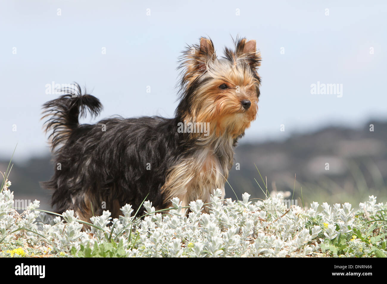 Silverback Yorkshire Terrier