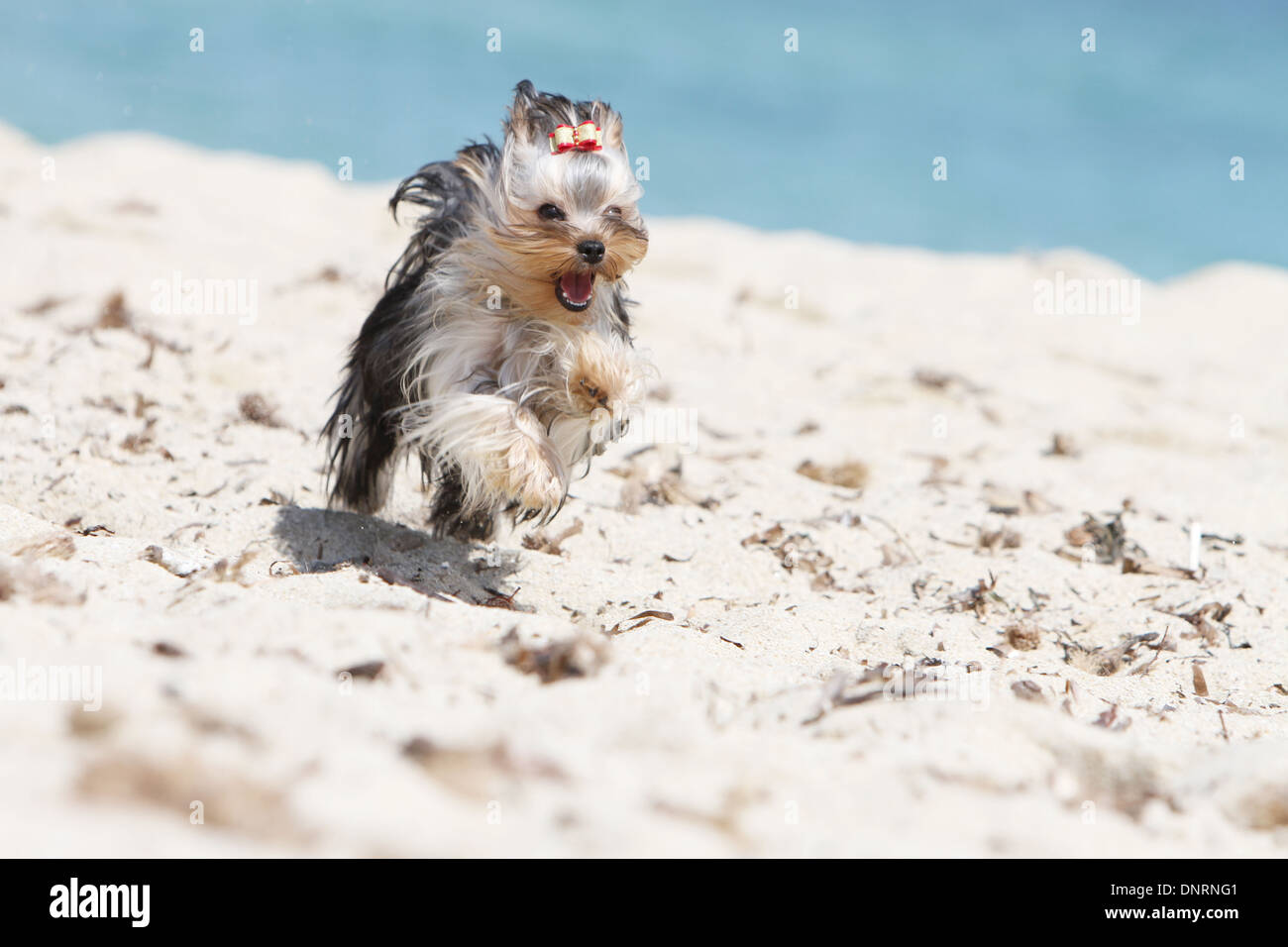 Dog Yorkshire Terrier / adult running on the beach Stock Photo - Alamy