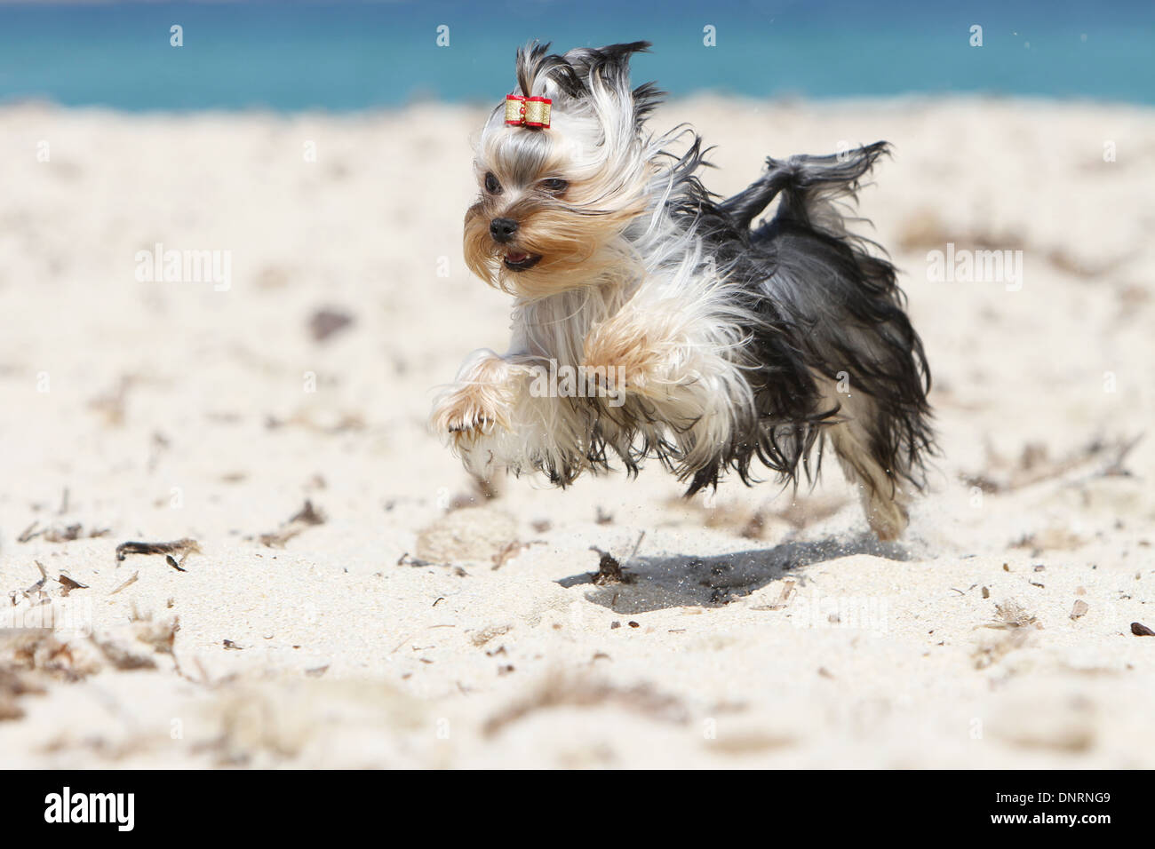 Dog Yorkshire Terrier / adult running on the beach Stock Photo - Alamy