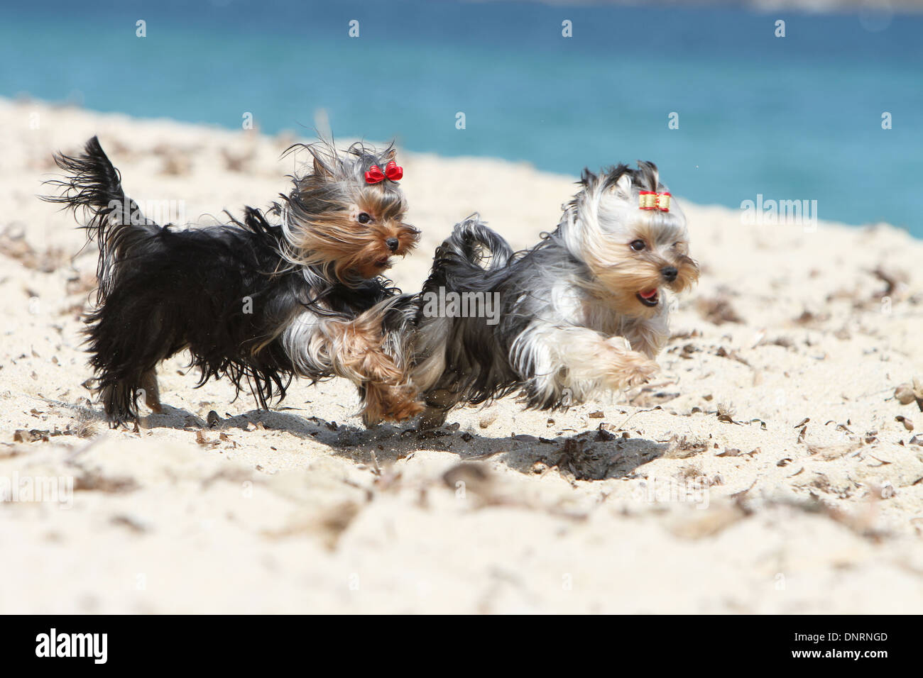 Dog Yorkshire Terrier / two adults running on the beach Stock Photo - Alamy