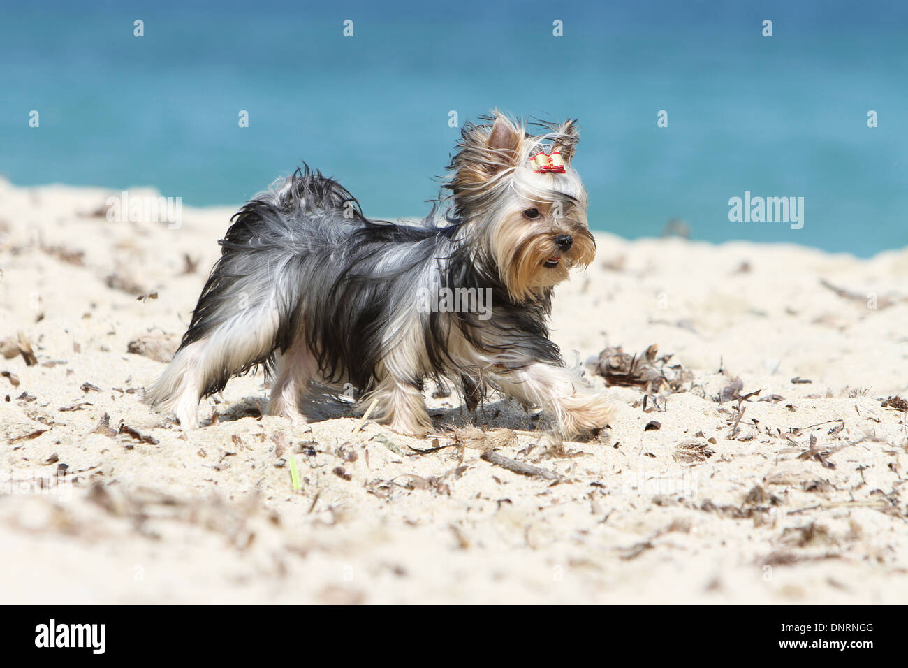 Dog Yorkshire Terrier / adult running on the beach Stock Photo - Alamy