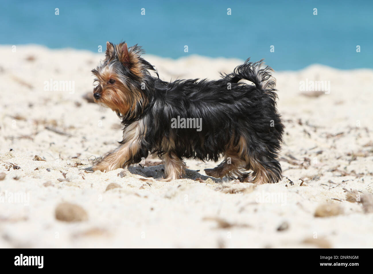 How Often Should I Walk My Yorkie