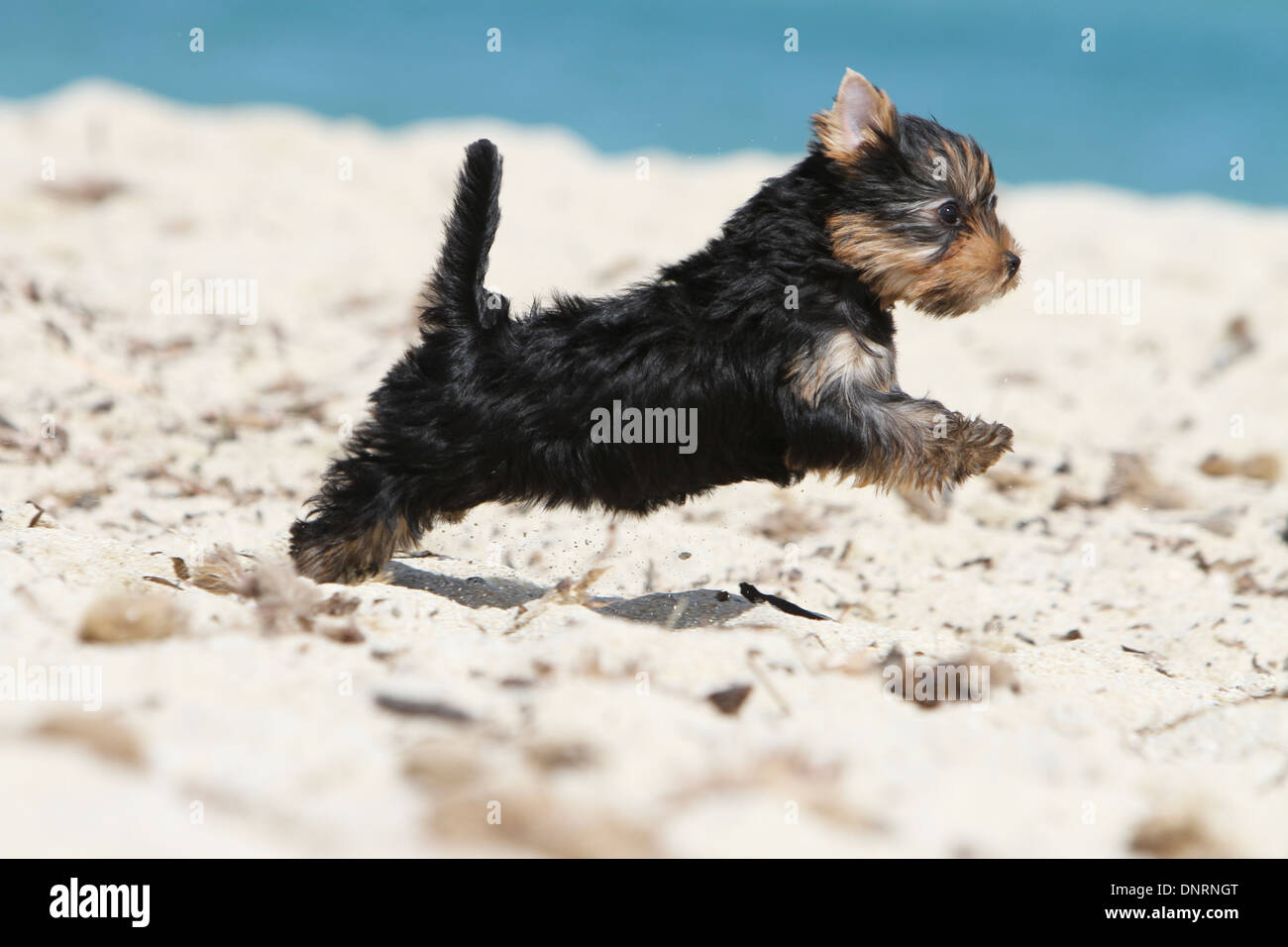 Dog Yorkshire Terrier / puppy running on the beach Stock Photo - Alamy