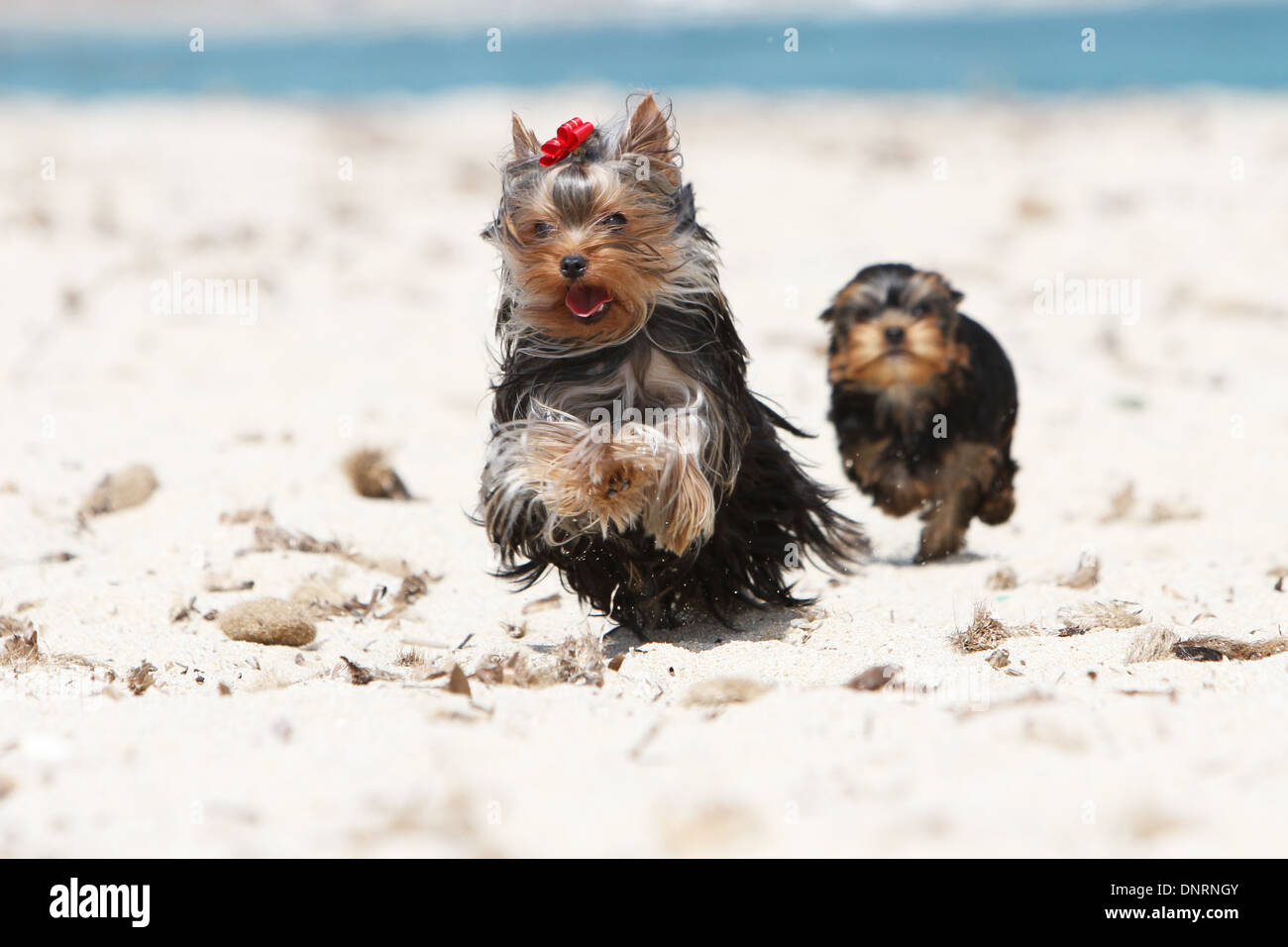 Dog Yorkshire Terrier / adult and puppy running on the beach Stock ...