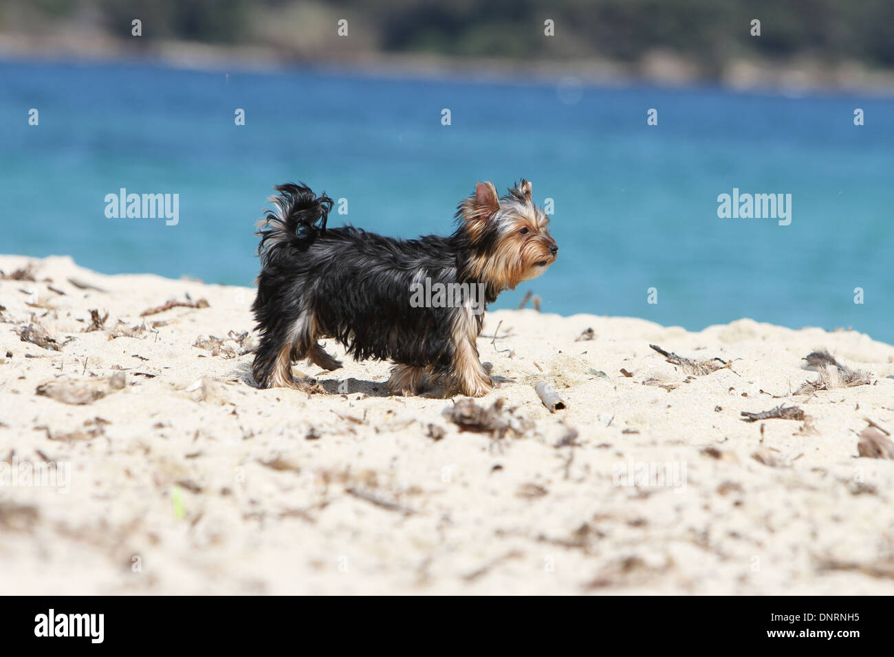 Dog Yorkshire Terrier / puppy running on the beach Stock Photo - Alamy