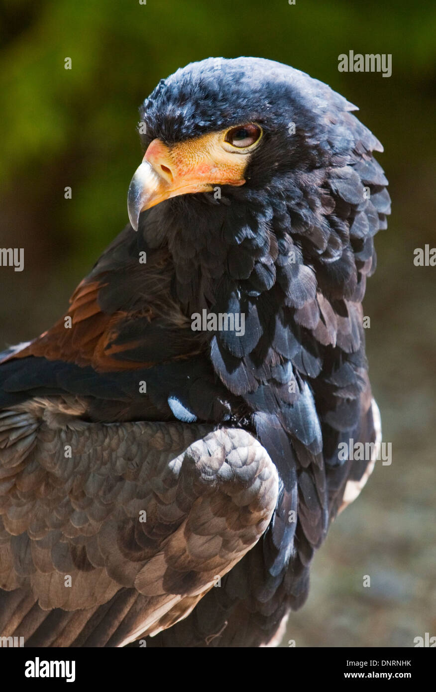 Terathopius ecaudata hi-res stock photography and images - Alamy