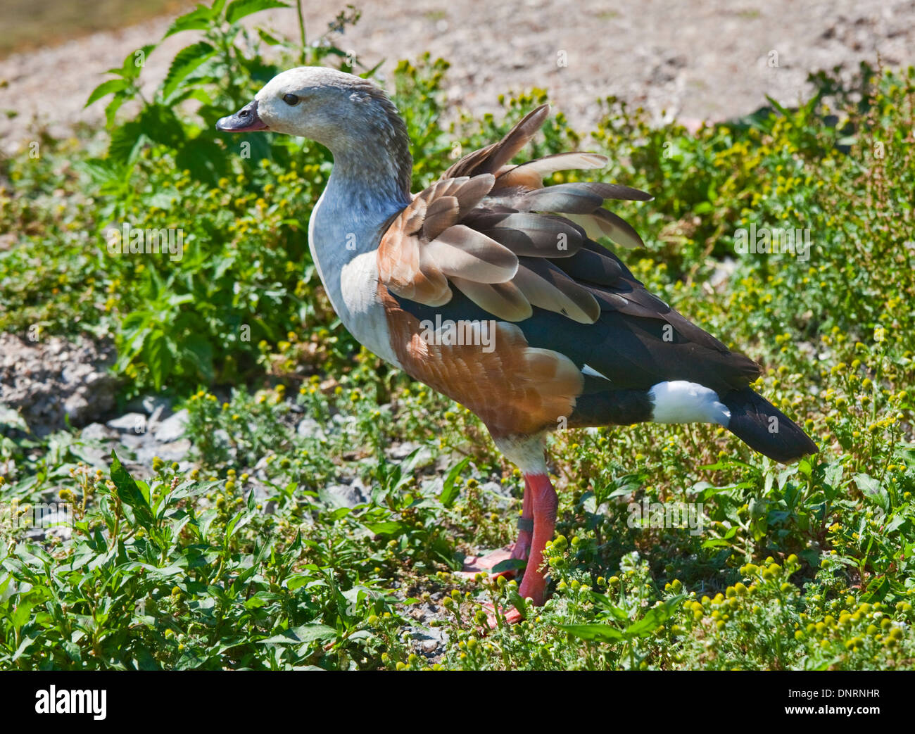 West of england geese hi-res stock photography and images - Alamy