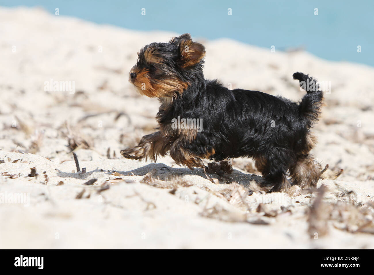 Dog Yorkshire Terrier / puppy running on the beach Stock Photo - Alamy