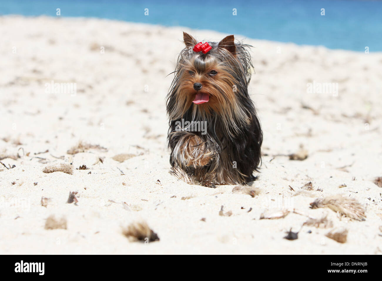 Dog Yorkshire Terrier / adult running on the beach Stock Photo - Alamy