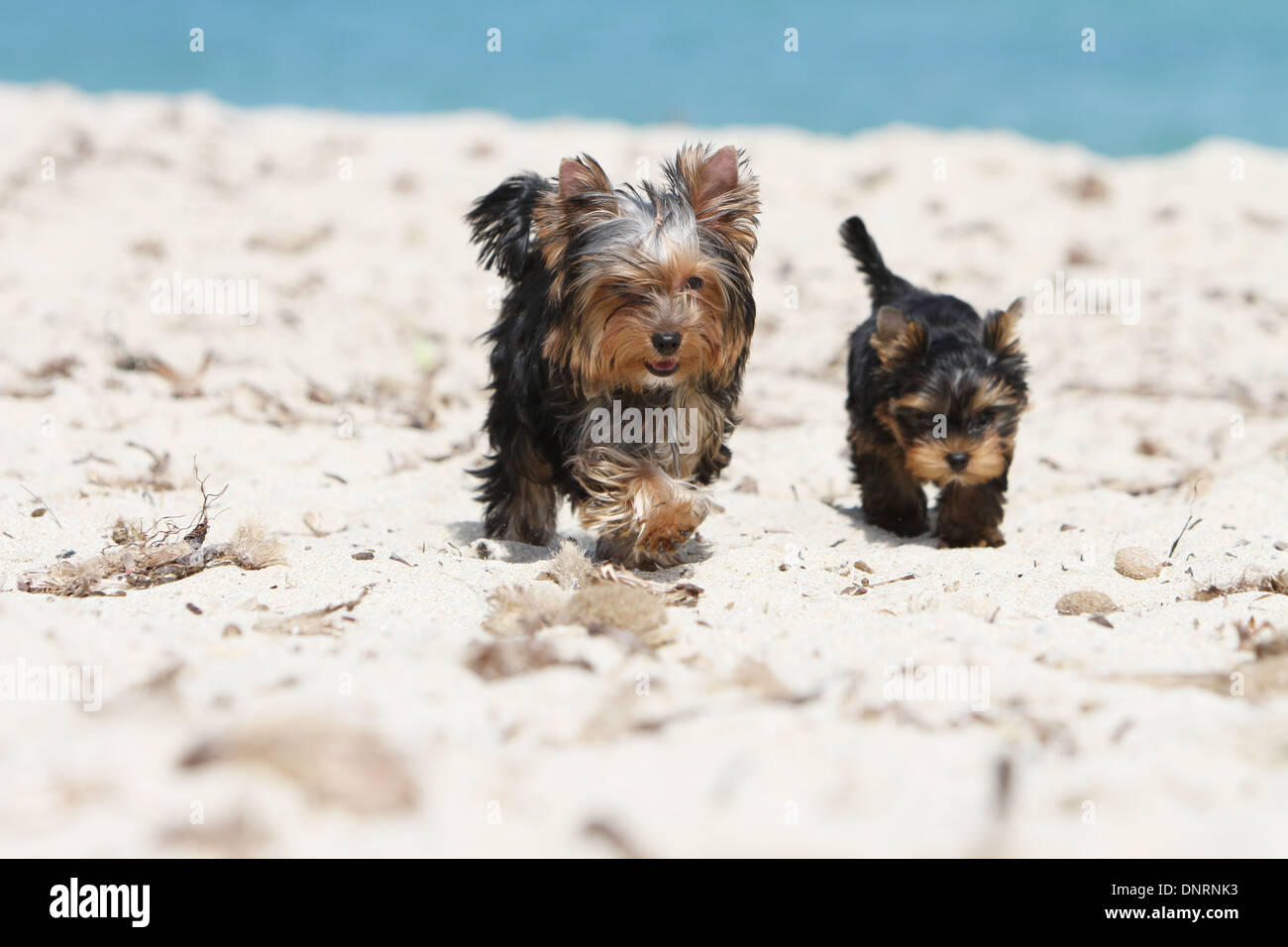 Dog Yorkshire Terrier / adult and puppy running on the beach Stock ...