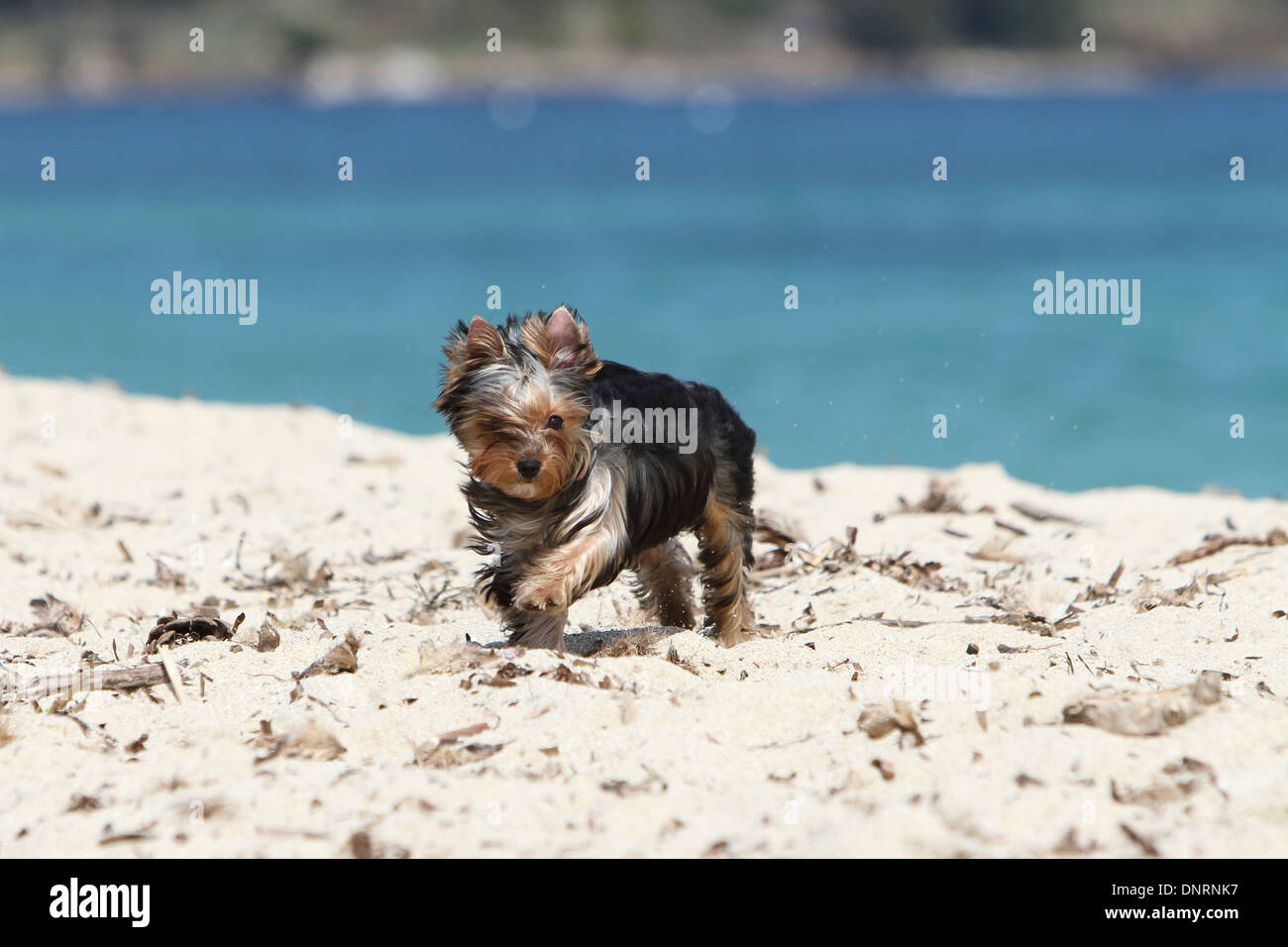 Dog Yorkshire Terrier / puppy running on the beach Stock Photo - Alamy