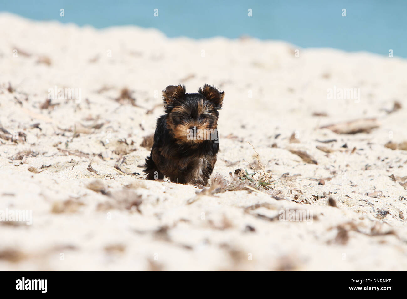 Dog Yorkshire Terrier / puppy running on the beach Stock Photo - Alamy