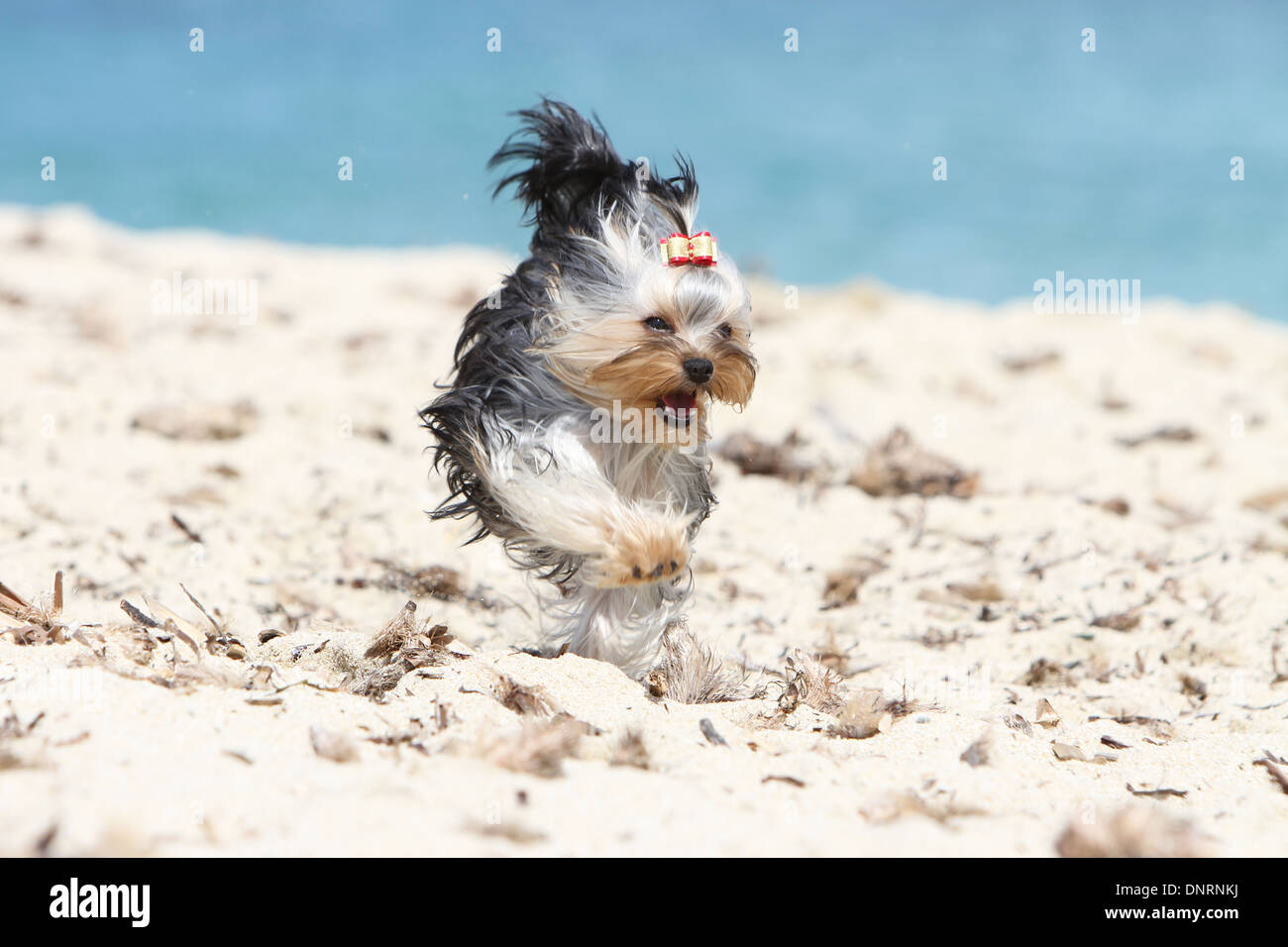 Dog Yorkshire Terrier / adult running on the beach Stock Photo - Alamy