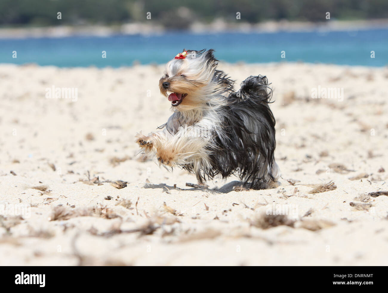 Dog Yorkshire Terrier / adult running on the beach Stock Photo - Alamy