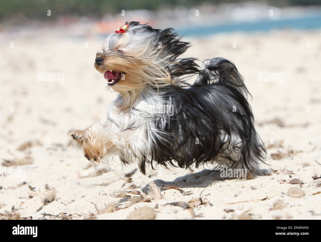 Dog Yorkshire Terrier / adult running on the beach Stock Photo - Alamy