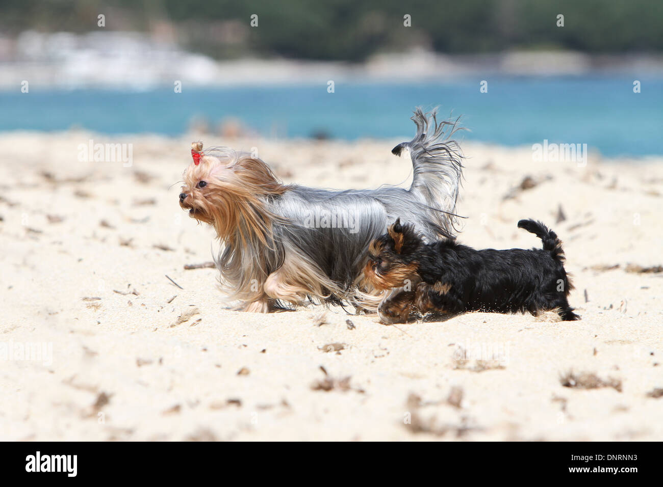 Dog Yorkshire Terrier / adult and puppy running on the beach Stock ...