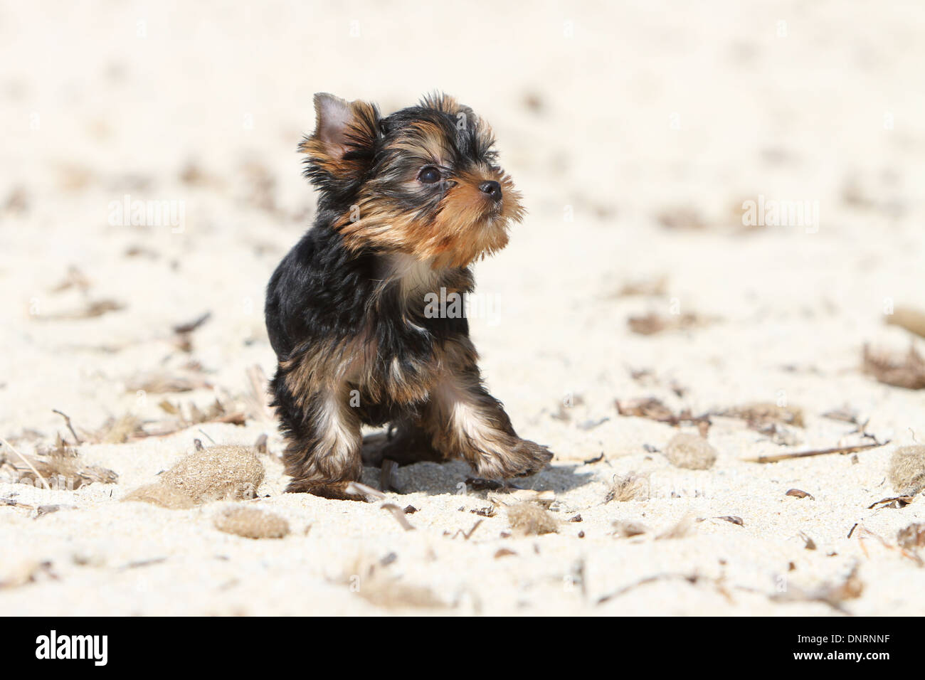 Dog Yorkshire Terrier / puppy running on the beach Stock Photo - Alamy