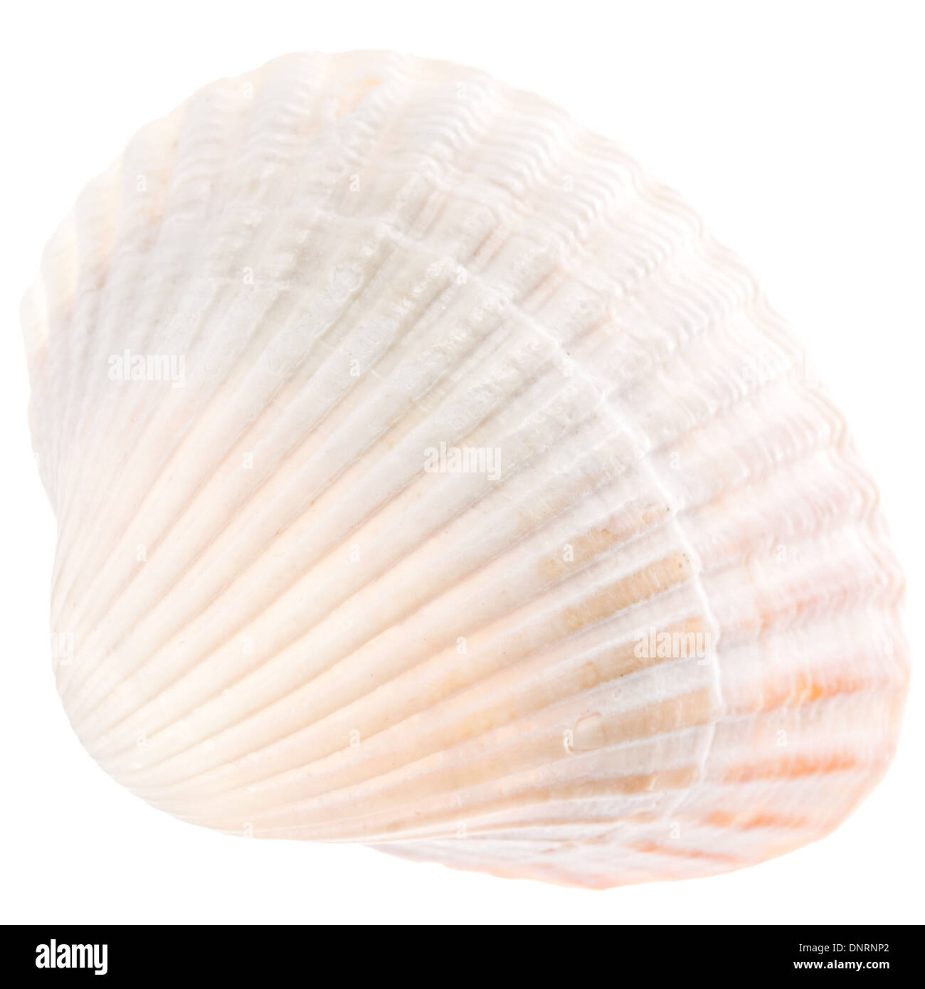 Sea cockleshell isolated on white background. White shell Stock Photo ...