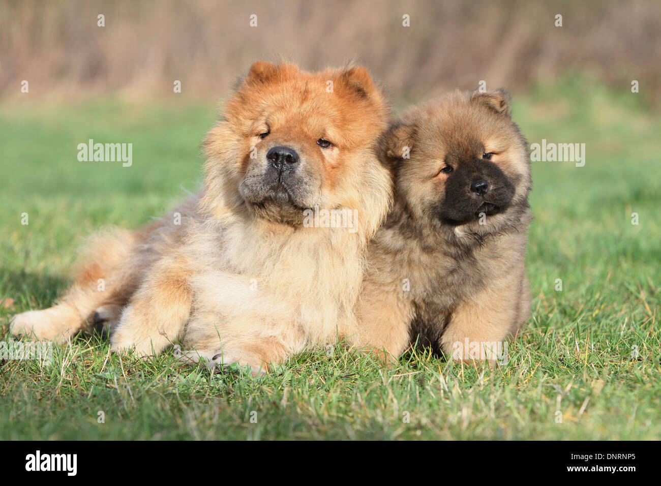 Puppy Chows High Resolution Stock Photography and Images - Alamy