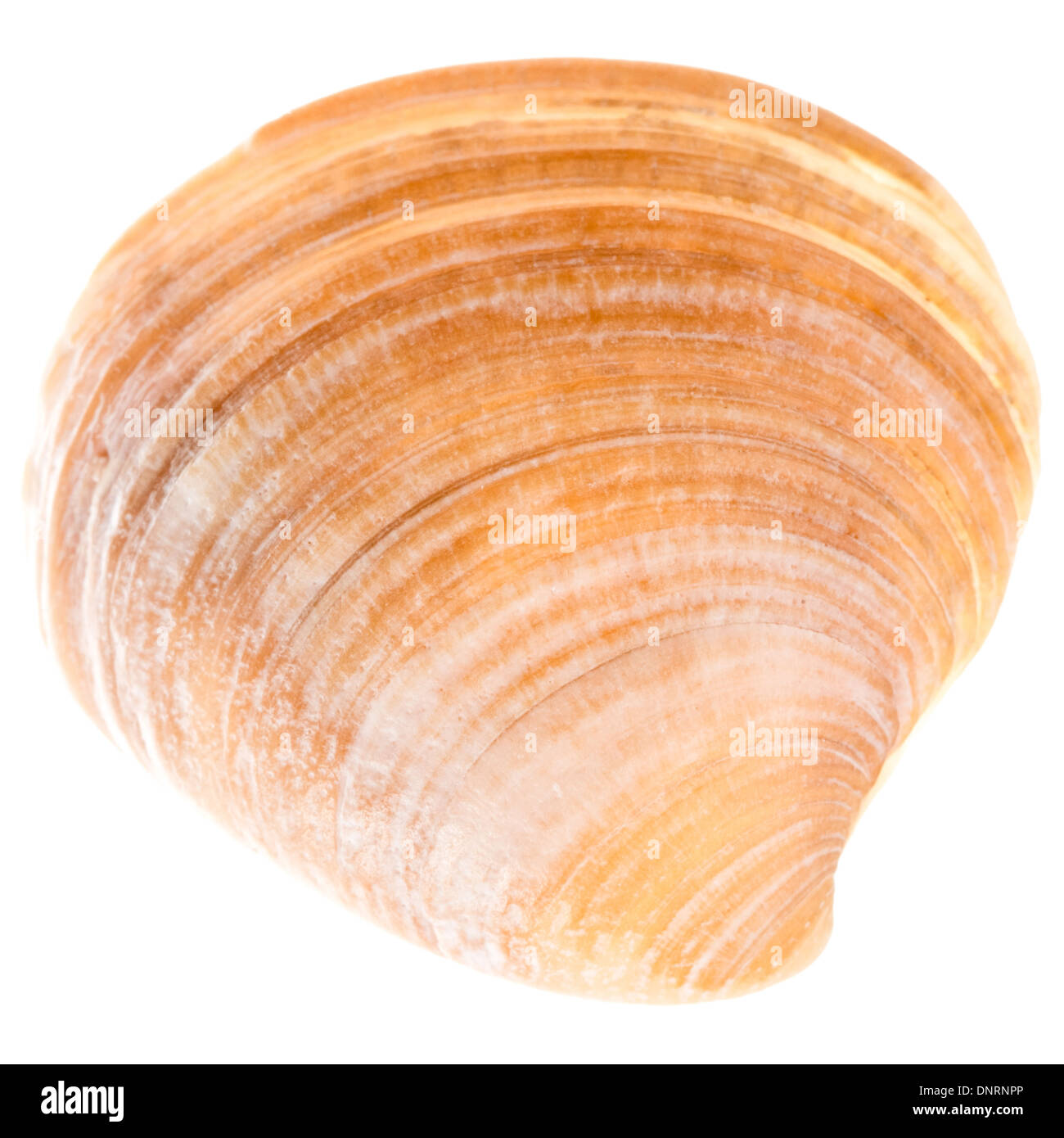 Sea Cockleshell Isolated On White Background. Brown Shell Stock Photo ...