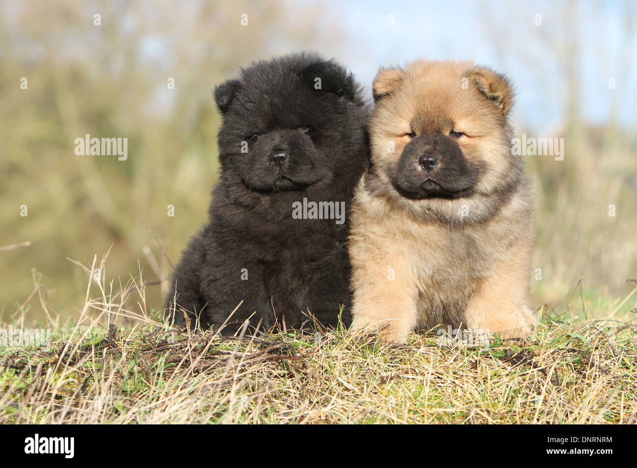 Puppy Chows High Resolution Stock Photography and Images - Alamy