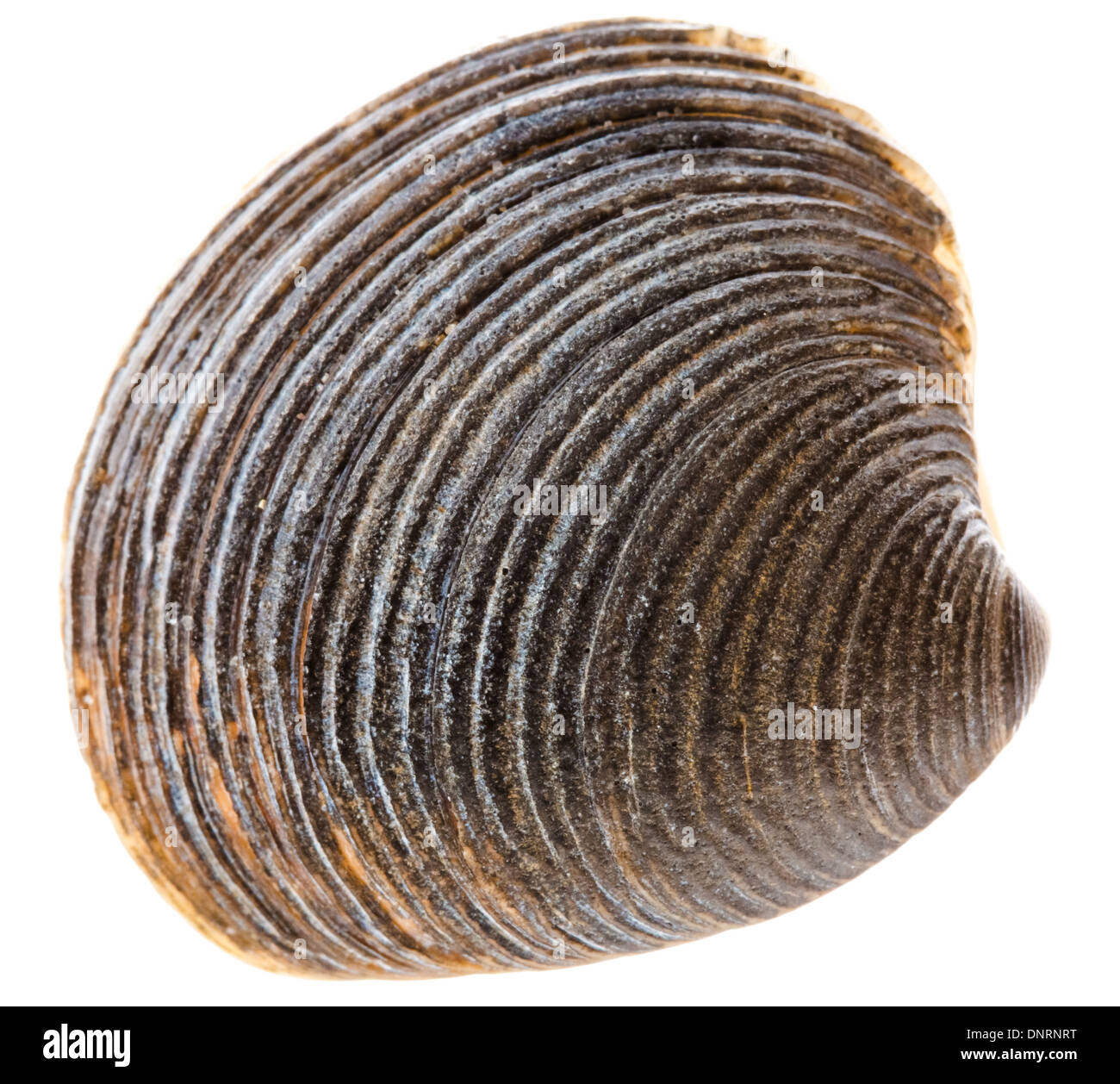 Gray white shell hi-res stock photography and images - Alamy
