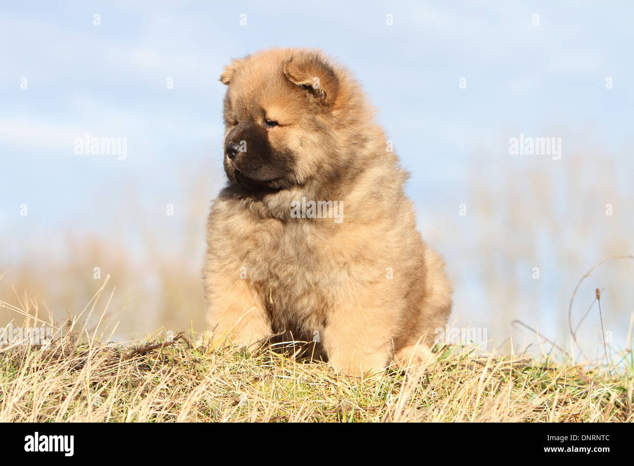 Puppy Chows High Resolution Stock Photography and Images - Alamy
