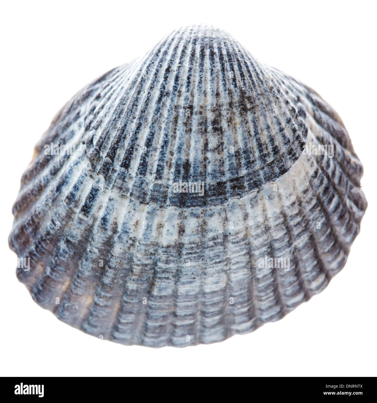 Sea cockleshell isolated on white background. Gray shell Stock Photo ...