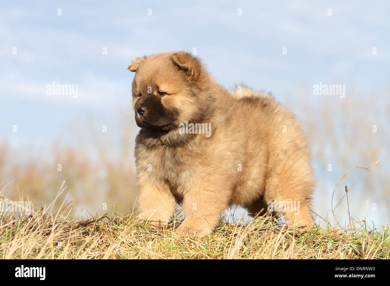 Puppy Chows High Resolution Stock Photography and Images - Alamy