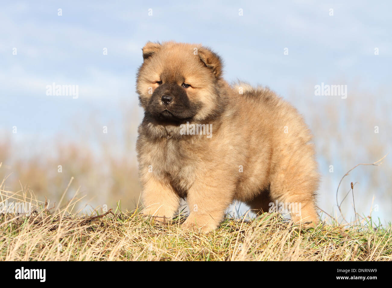 Puppy Chows High Resolution Stock Photography and Images - Alamy