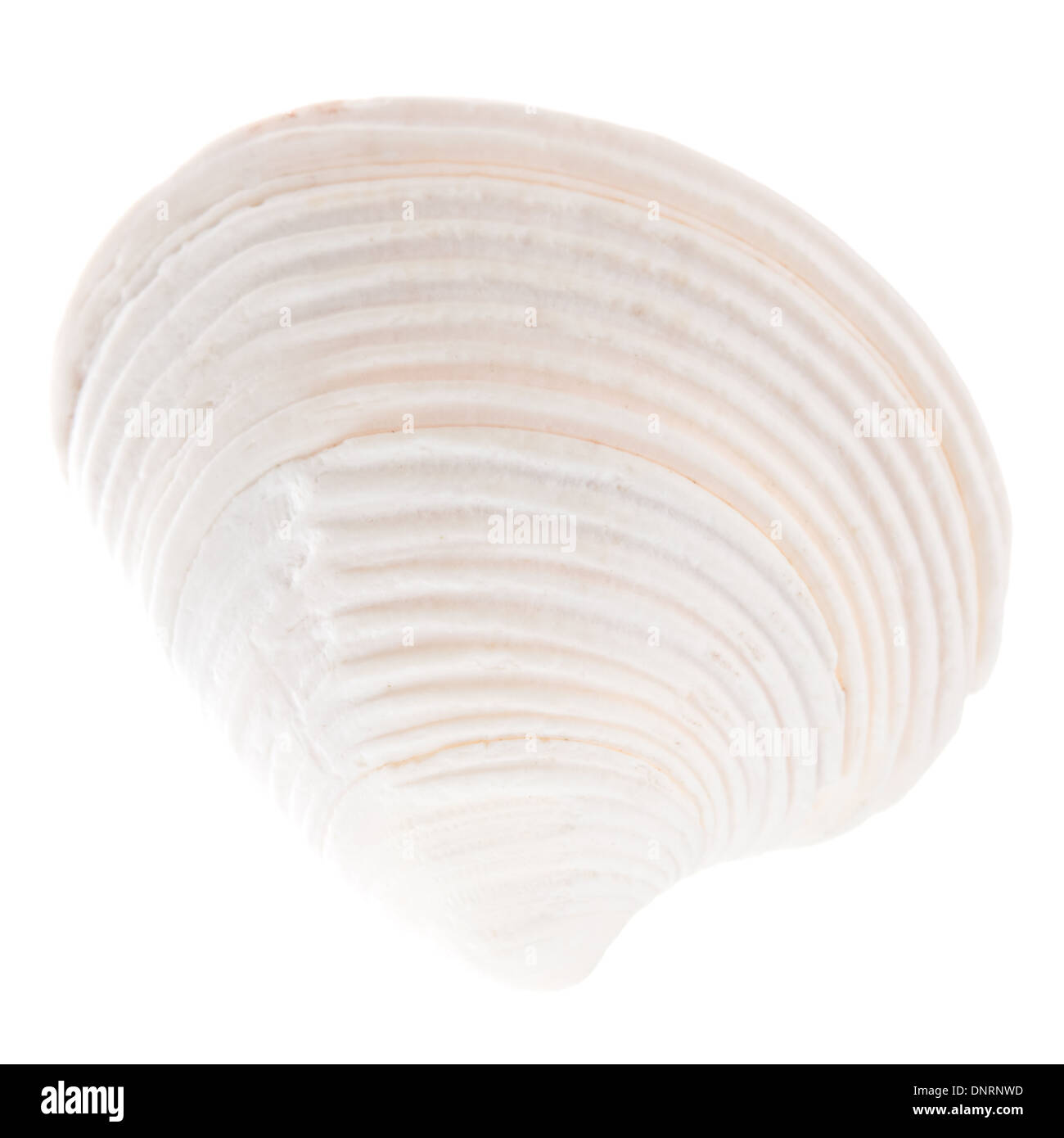 Sea Cockleshell Isolated On White Background. White Shell Stock Photo ...