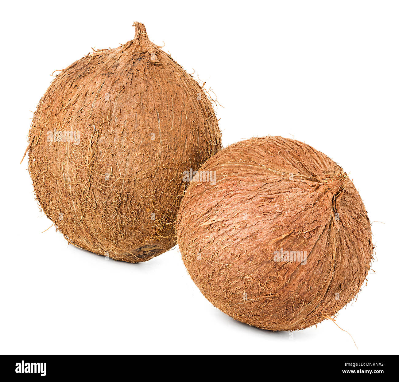 Hairy tropical nut coconut hi-res stock photography and images - Alamy