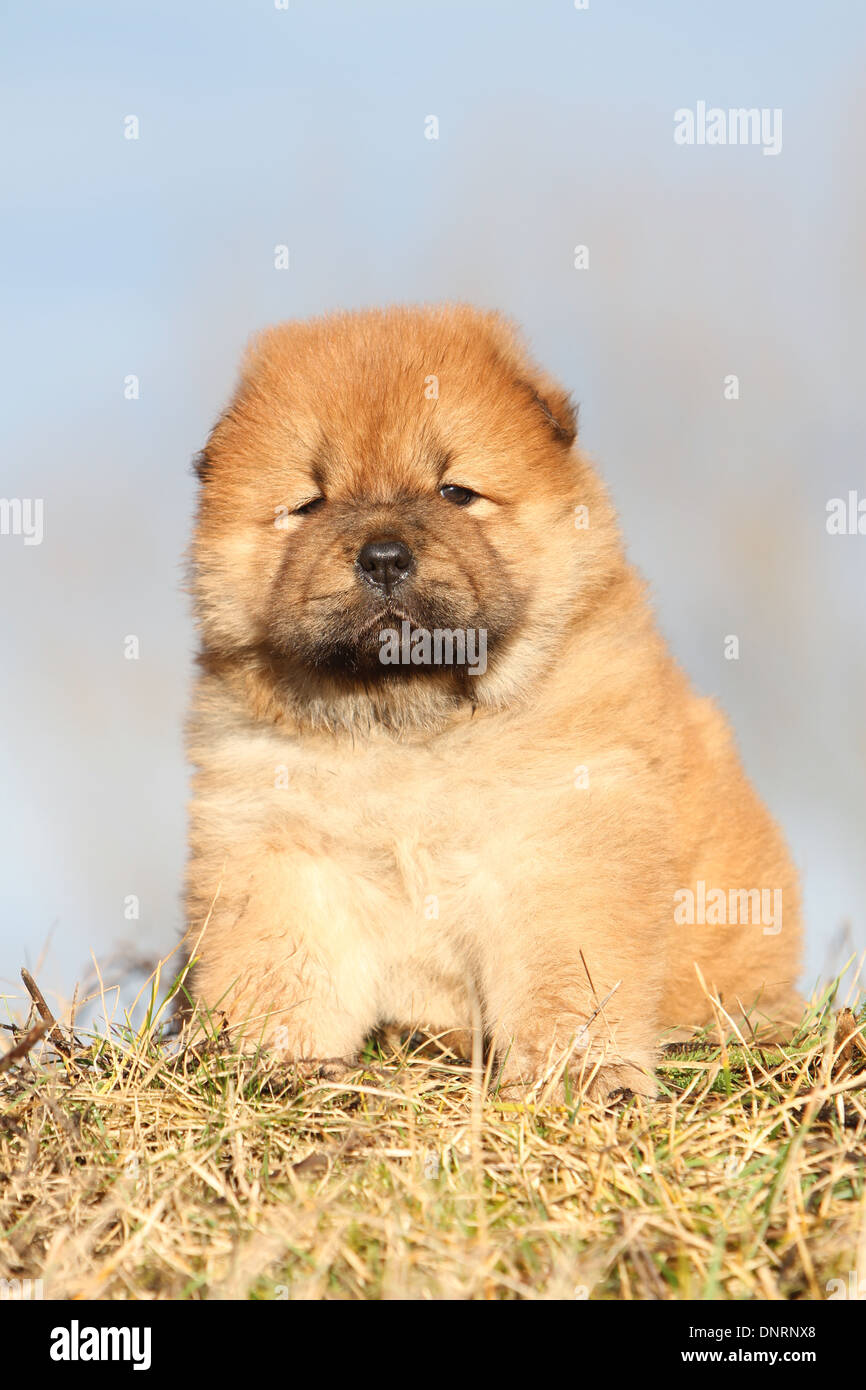 dog chow chow / puppy sitting on a bale of straw Stock Photo - Alamy