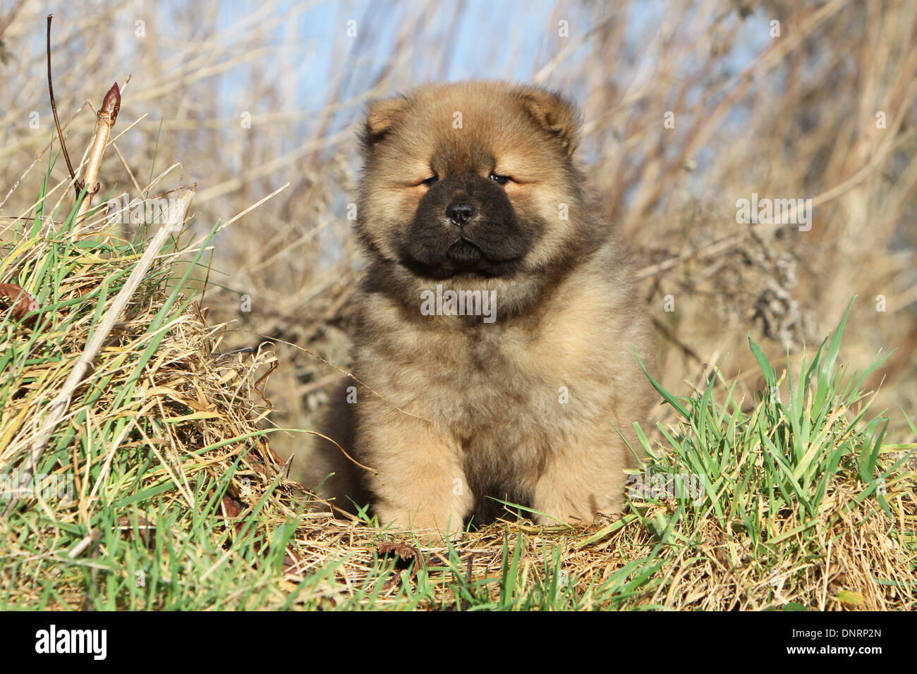 Puppy Chows High Resolution Stock Photography and Images - Alamy