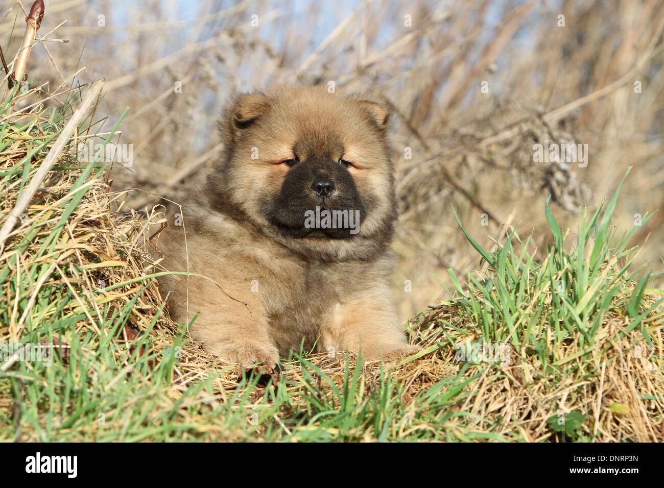 Puppy Chows High Resolution Stock Photography and Images - Alamy