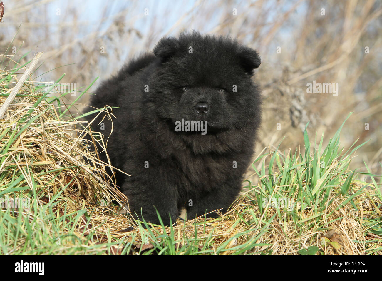 Chow chow puppy hi-res stock photography and images - Alamy