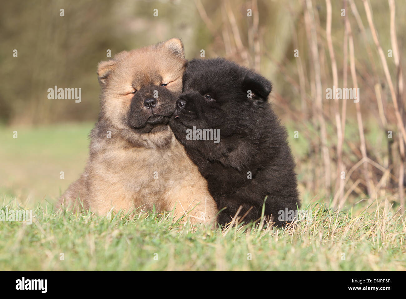 Puppy Chows High Resolution Stock Photography and Images - Alamy