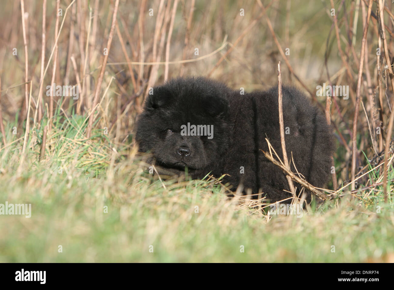 Puppy Chows High Resolution Stock Photography and Images - Alamy