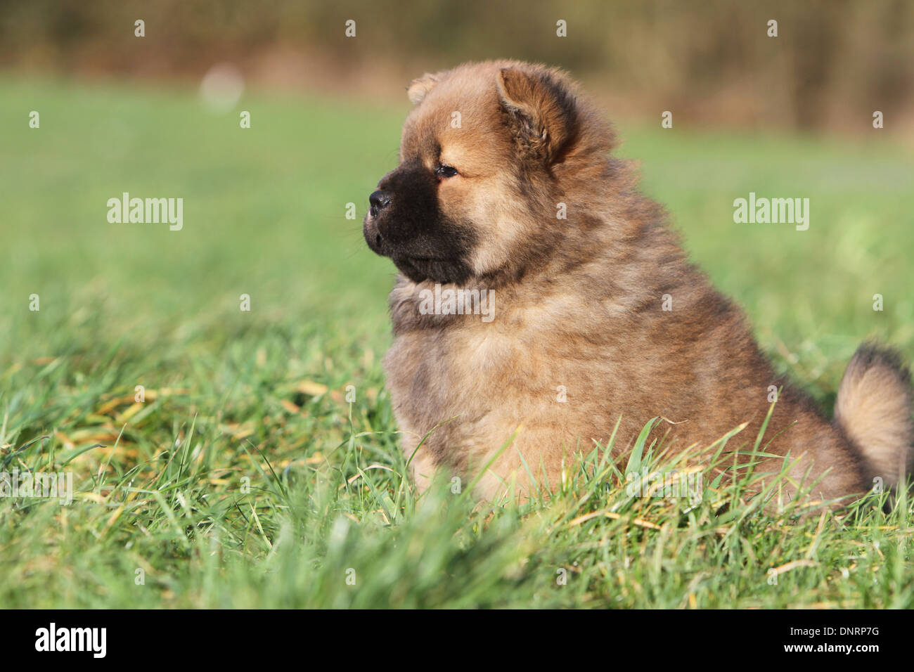 Puppy Chows High Resolution Stock Photography and Images - Alamy