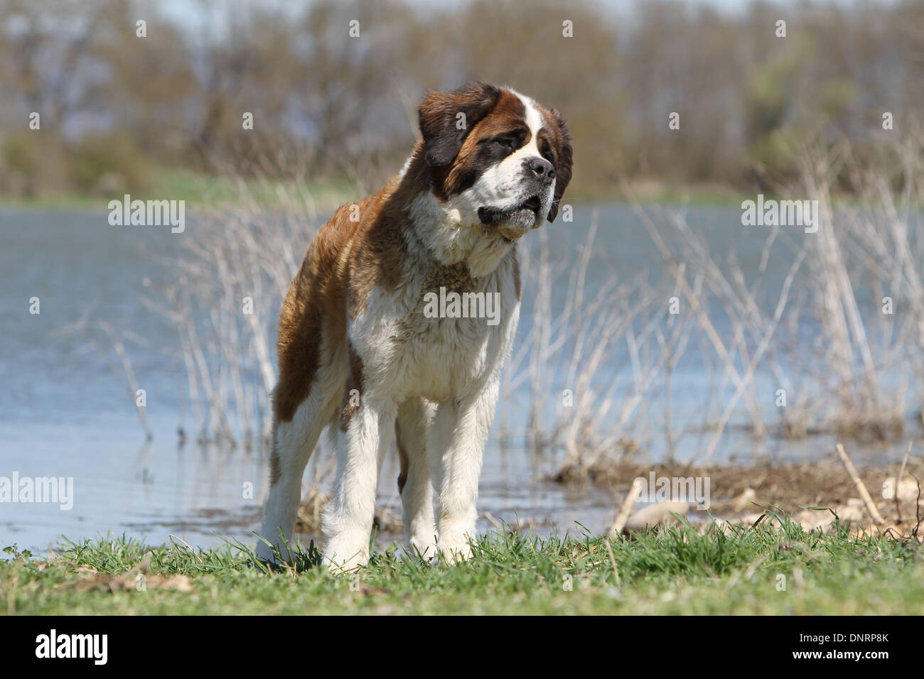 dog Saint Bernard longhaired adult standing front of a lake Stock Photo ...
