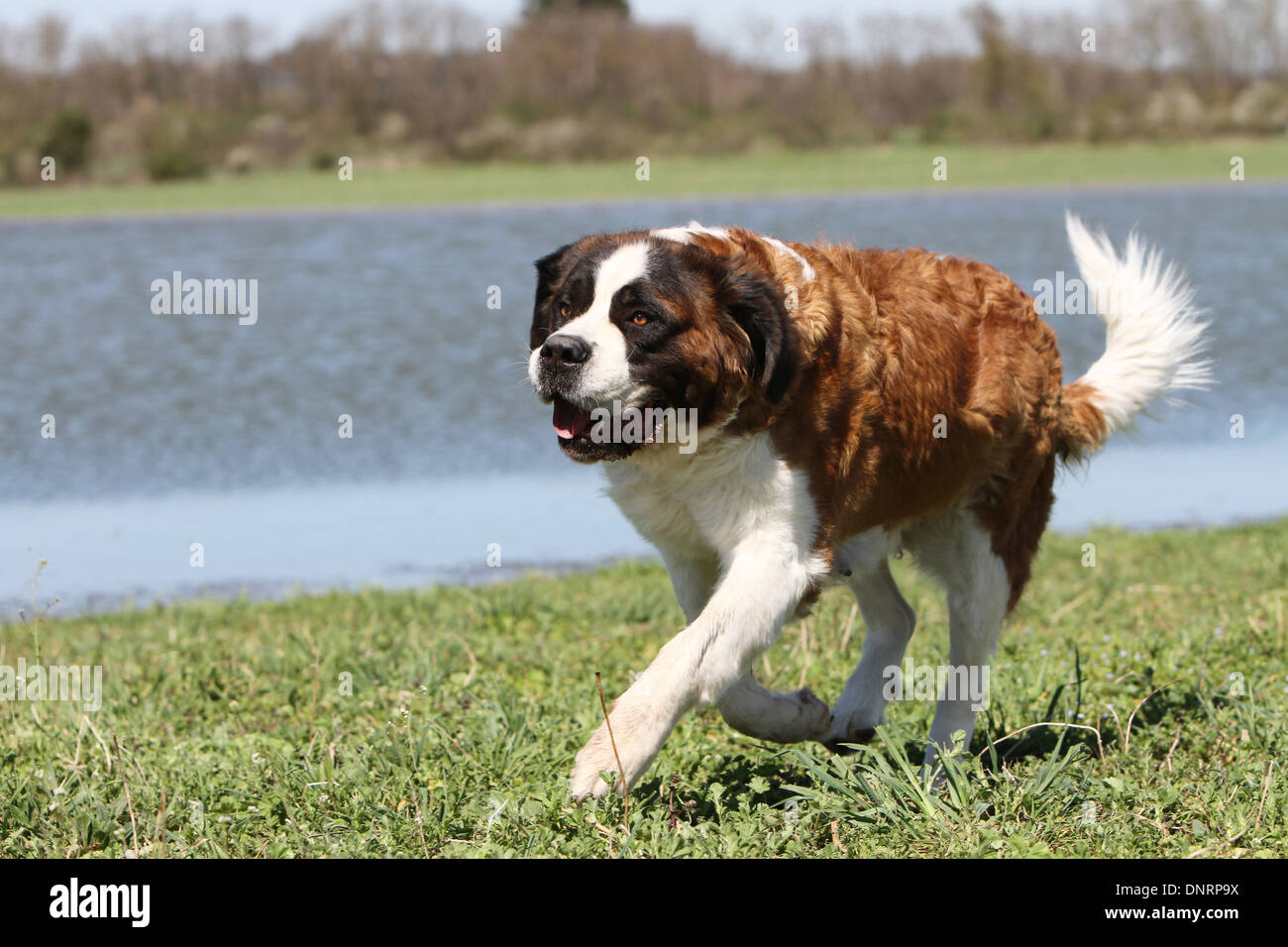 dog Saint Bernard longhaired adult running front of a lake Stock Photo ...