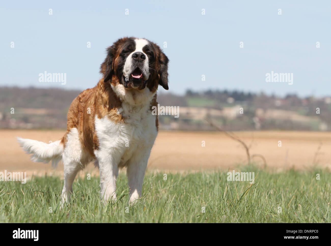 dog Saint Bernard longhaired adult standing in a meadow Stock Photo - Alamy