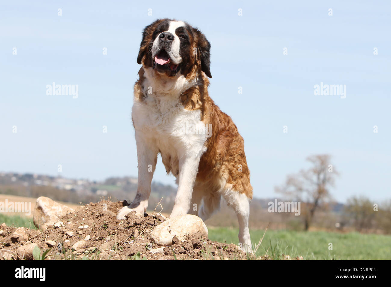 dog Saint Bernard longhaired adult standing in a meadow Stock Photo - Alamy