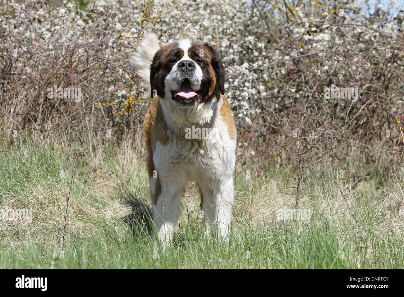 dog Saint Bernard longhaired adult standing in a meadow Stock Photo - Alamy