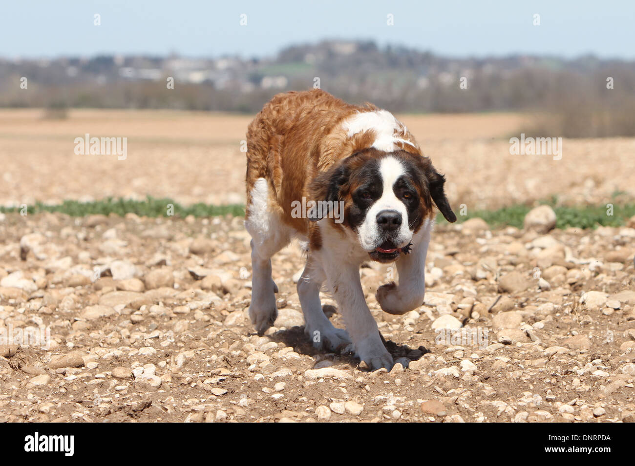 dog Saint Bernard longhaired adult walking in a field Stock Photo - Alamy