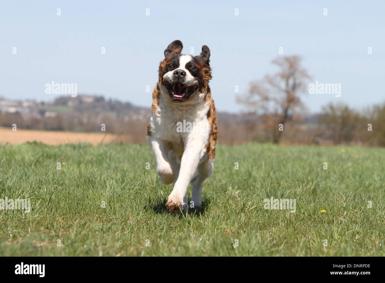 dog Saint Bernard longhaired adult running in a meadow Stock Photo - Alamy