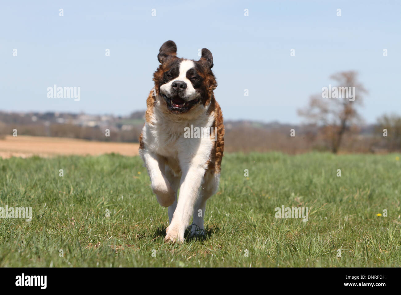 dog Saint Bernard longhaired adult running in a meadow Stock Photo - Alamy