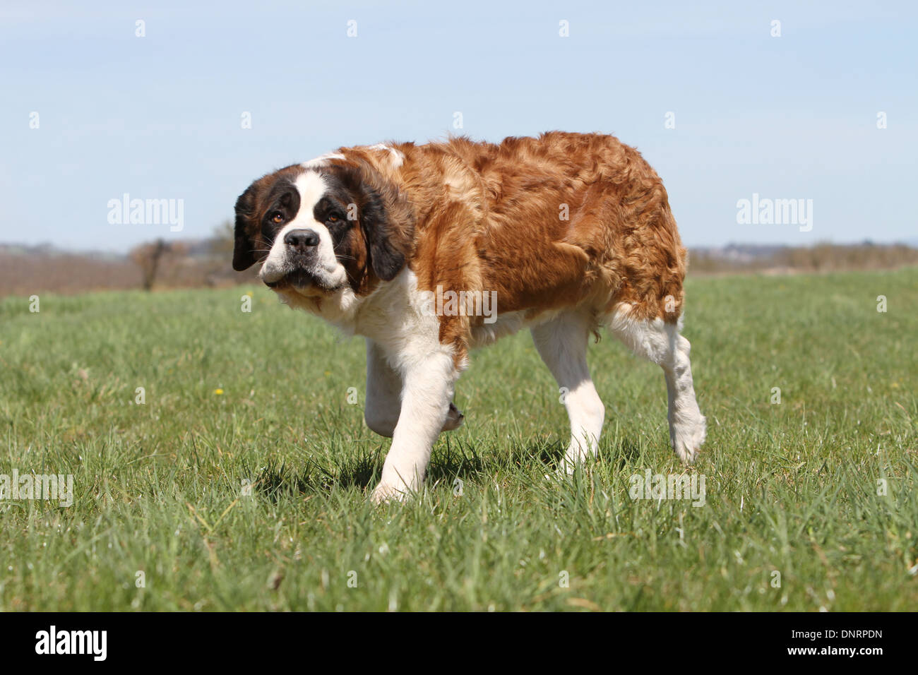 dog Saint Bernard longhaired adult walking in a meadow Stock Photo - Alamy