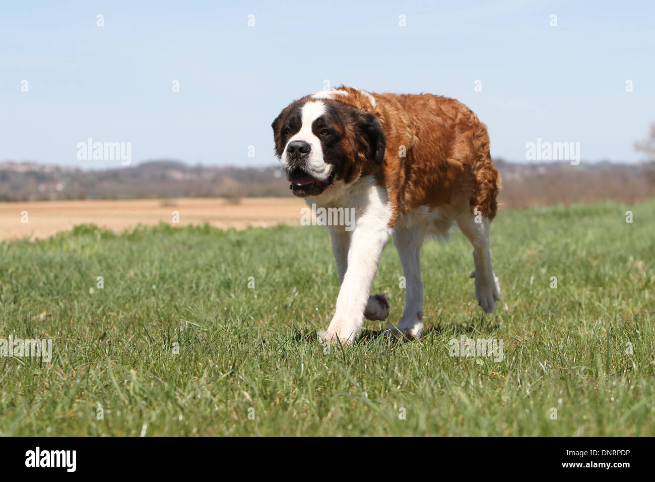 dog Saint Bernard longhaired adult running in a meadow Stock Photo - Alamy