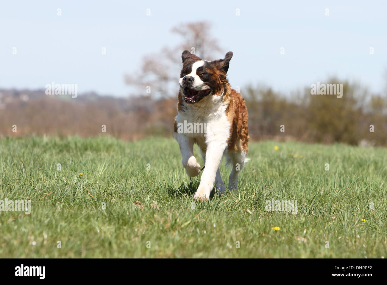 dog Saint Bernard longhaired adult running in a meadow Stock Photo - Alamy
